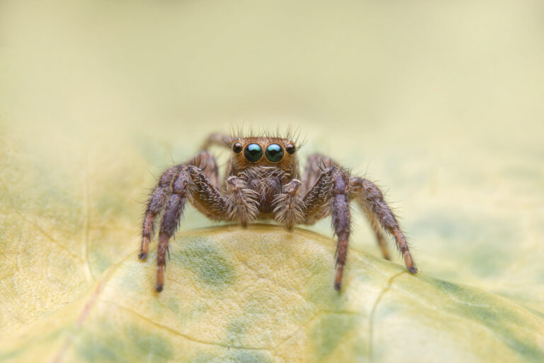 How Cold Weather Drives Spiders Indoors - EcoLine Pest Control