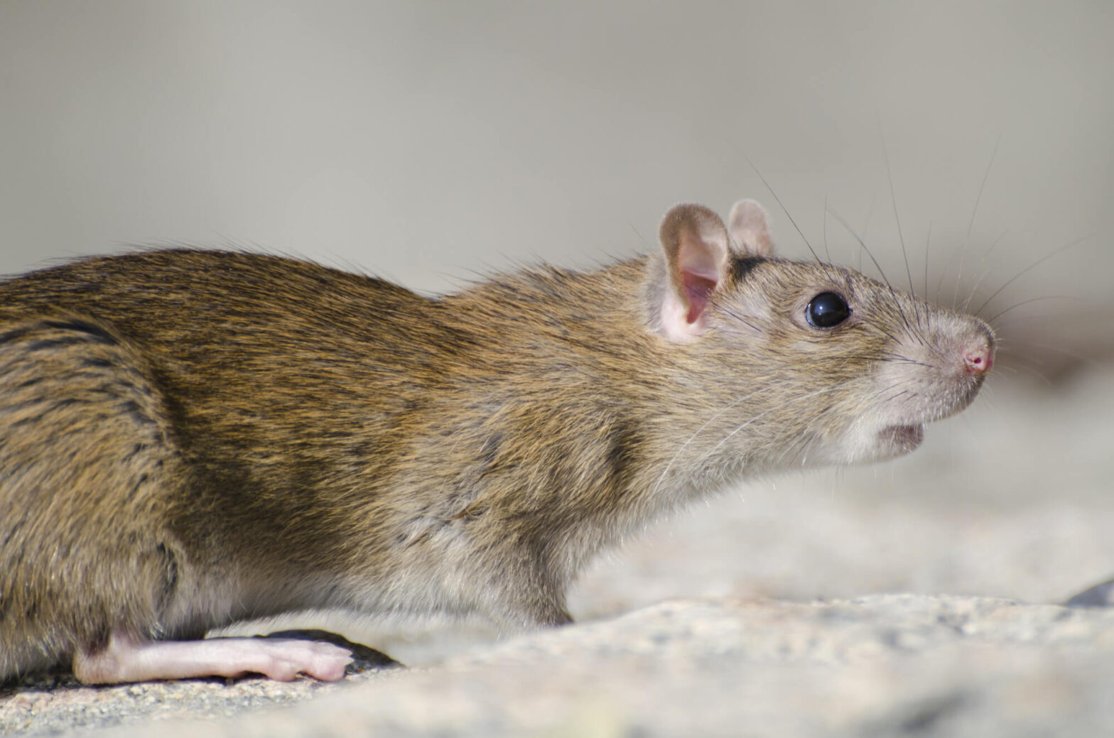 Signs Of Mice Nesting Inside As Winter Ends - EcoLine Pest Control